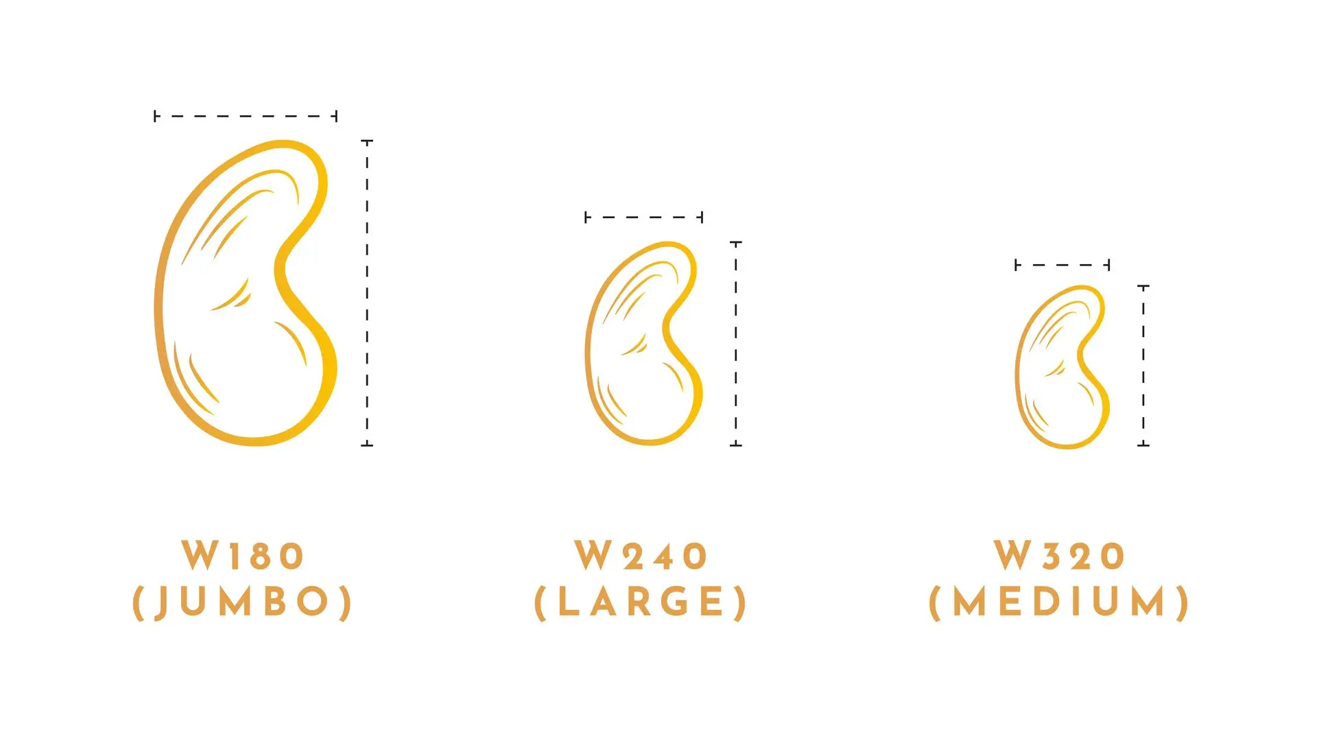 The Ultimate Guide to Cashew Grades | Cube Root Explains
